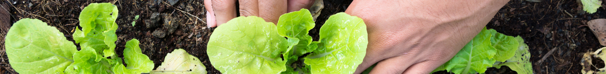 What Is The Forest Garden Approach?